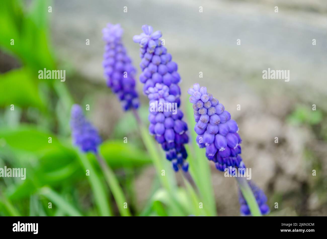 Muscari armeniacum grape hyacinth growing in a clump in a garden Stock ...