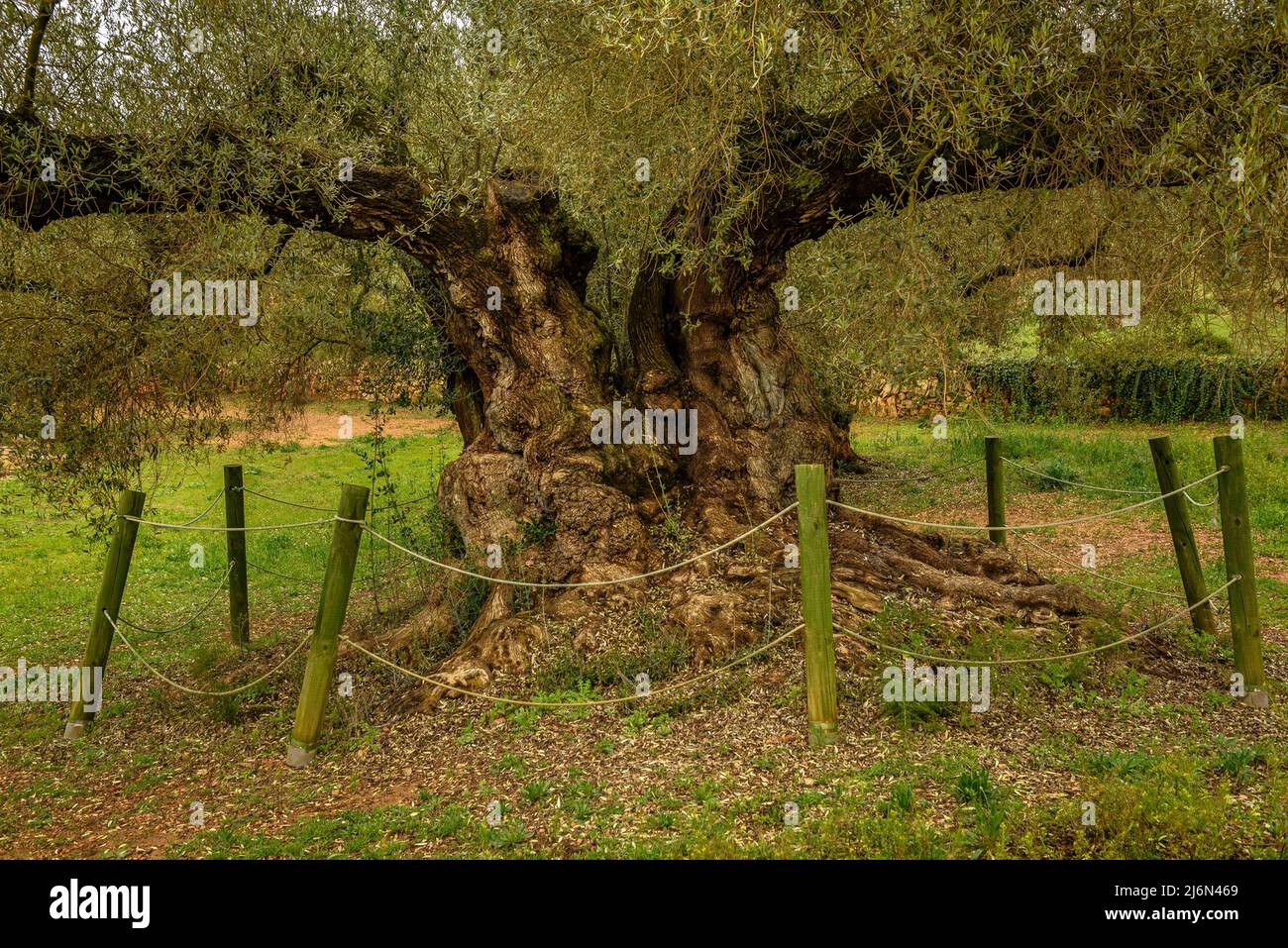 Finca de l'Arion ancient millenary olive trees, in Ulldecona (Tarragona ...