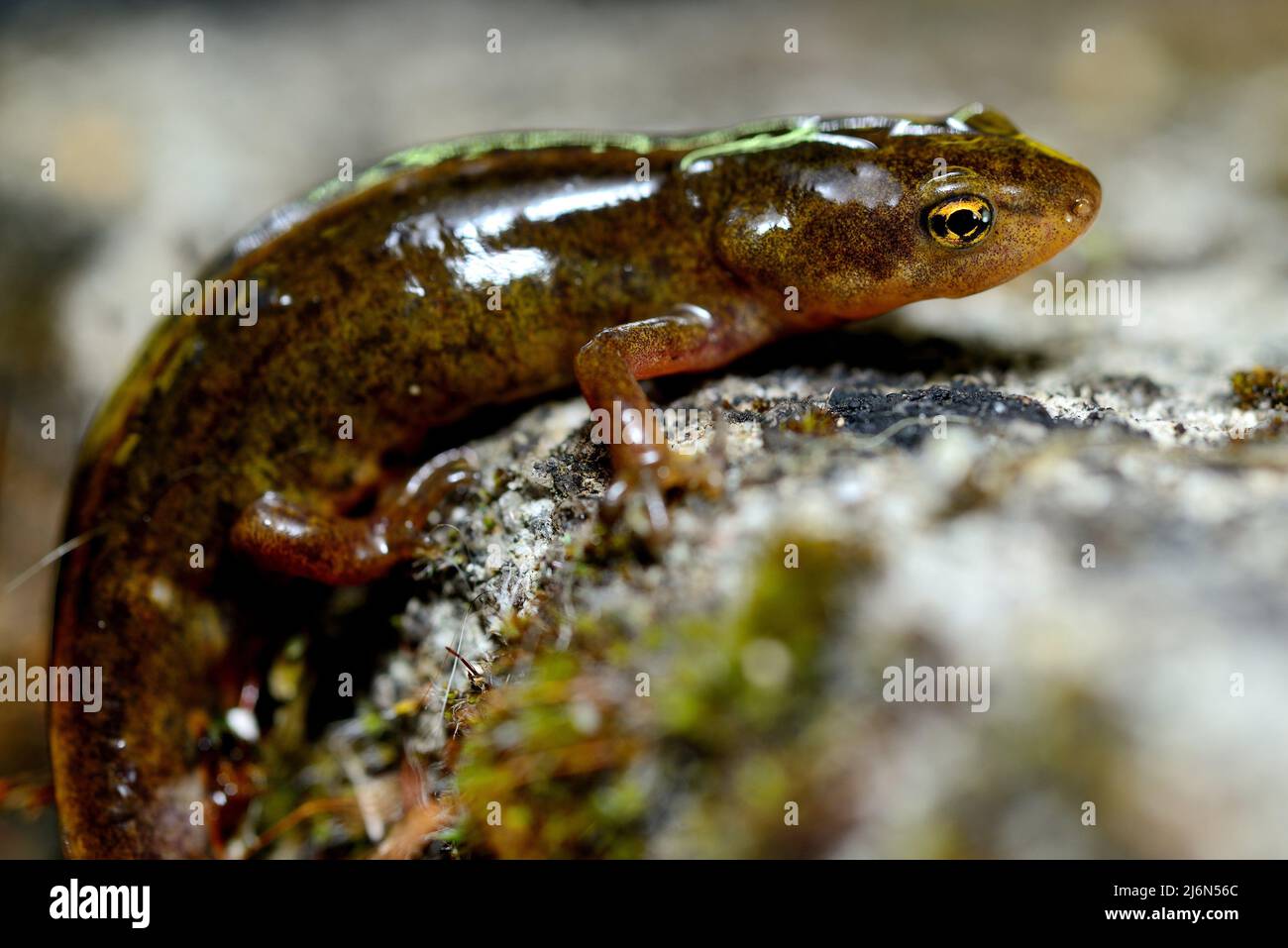 Iberian newt (Lissotriton boscai) close to Mouruas, San Xoan de Rio ...
