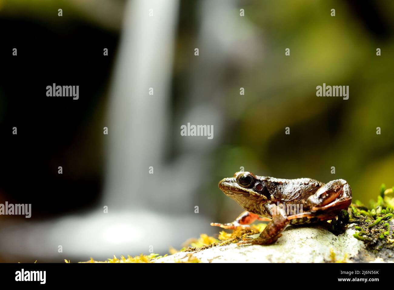Long-legged frog (Rana iberica) close to Cachon waterfalls in A ...