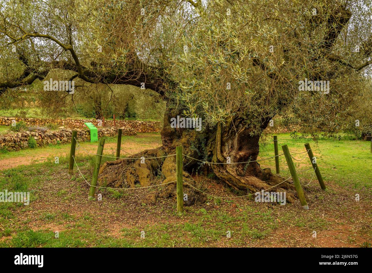 Arbre monumental hi-res stock photography and images - Alamy