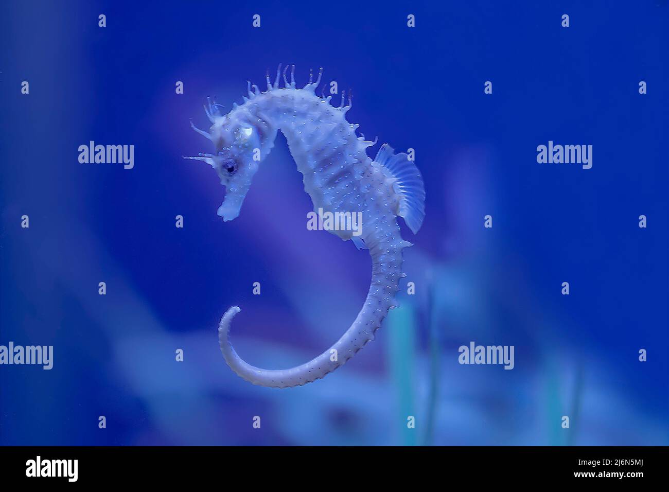Hermaphrodite hi-res stock photography and images - Alamy