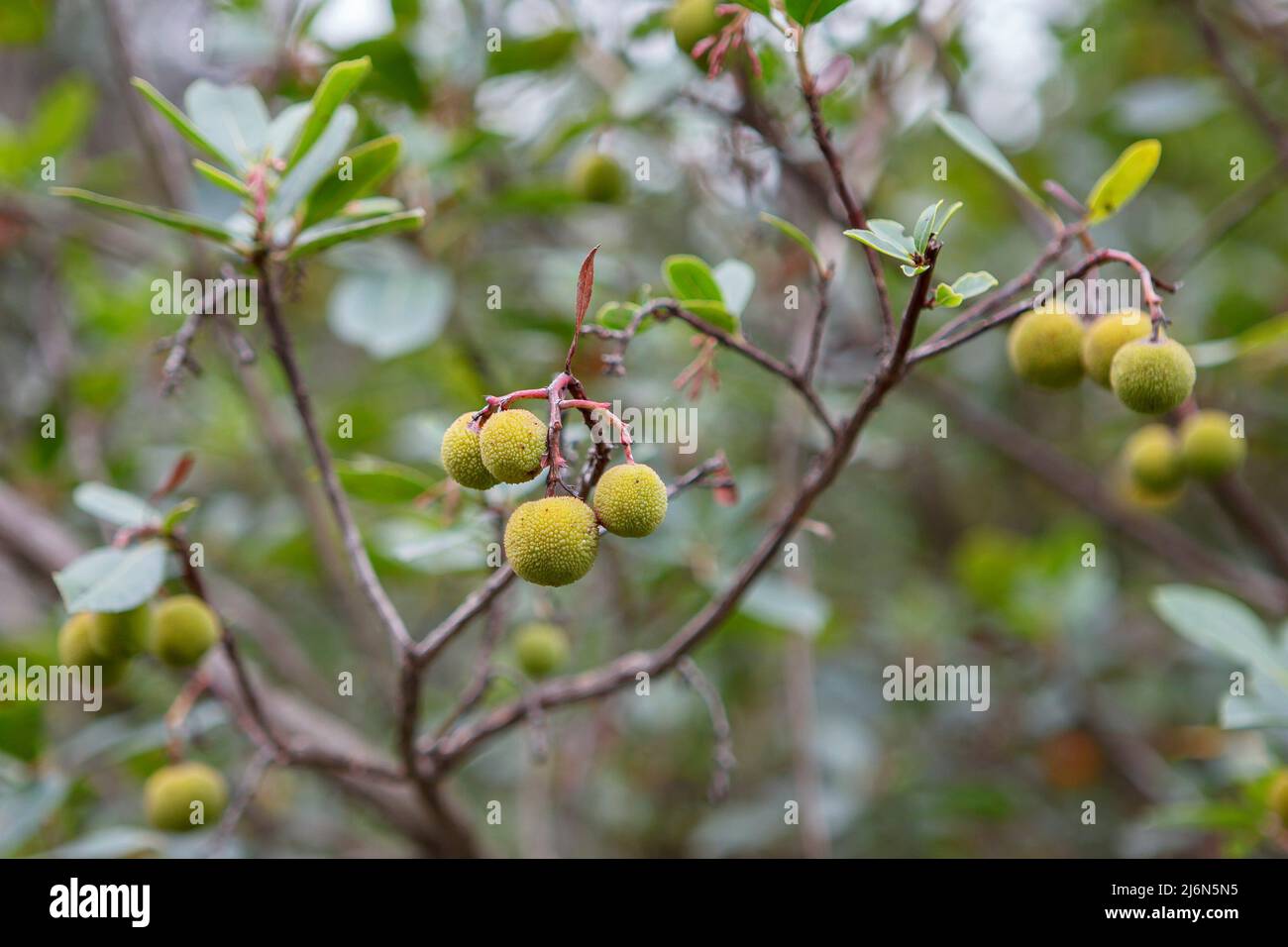 Arbutus fruits hi-res stock photography and images - Alamy