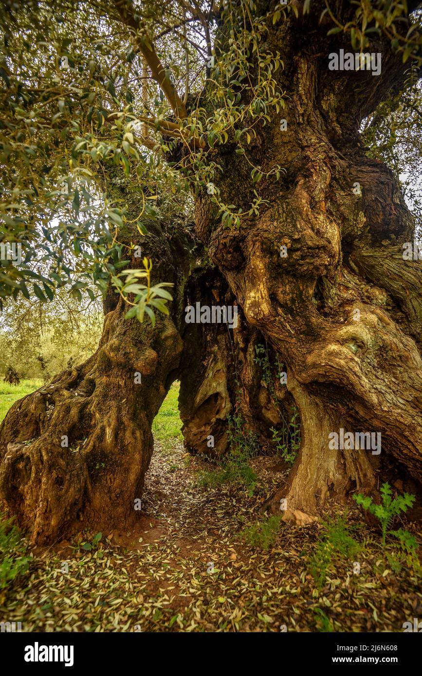 Millenary olive tree hi-res stock photography and images - Alamy
