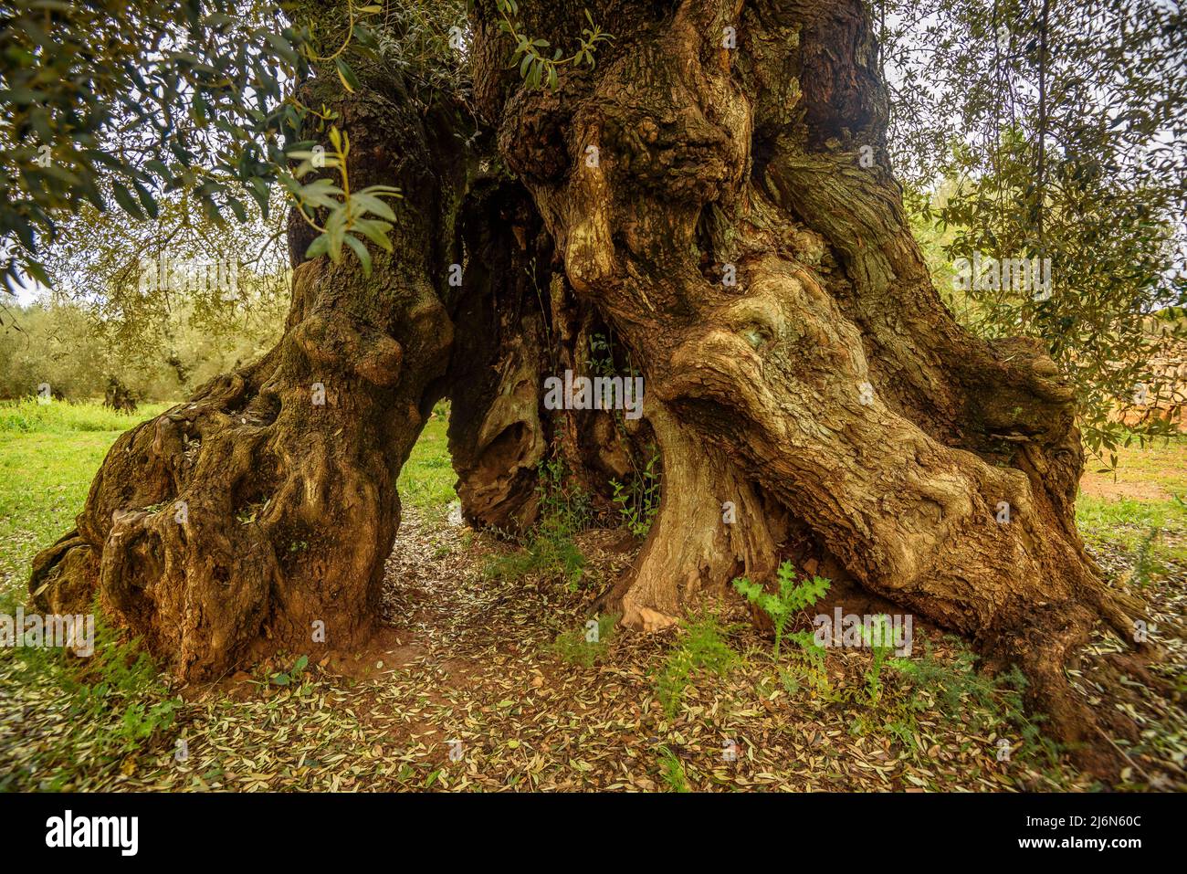 Arbre monumental en hi-res stock photography and images - Alamy