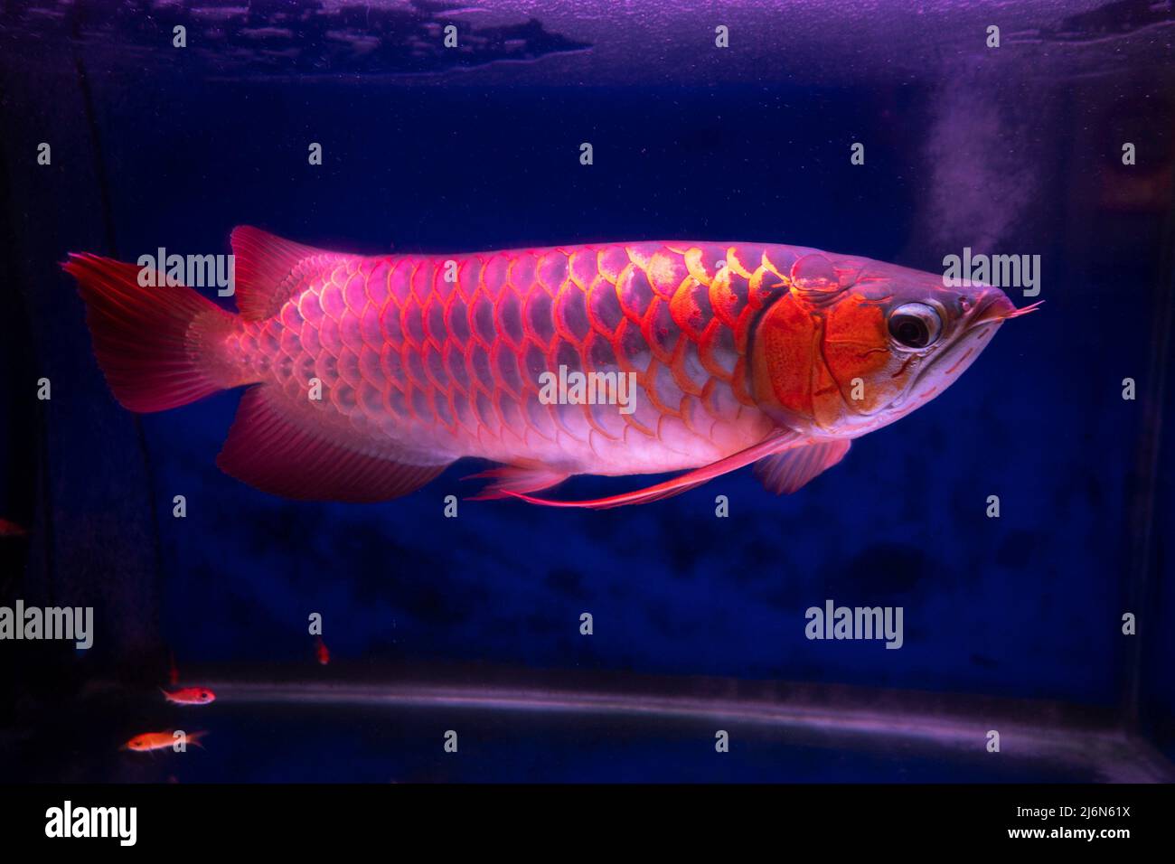 Air breather fish hi-res stock photography and images - Alamy