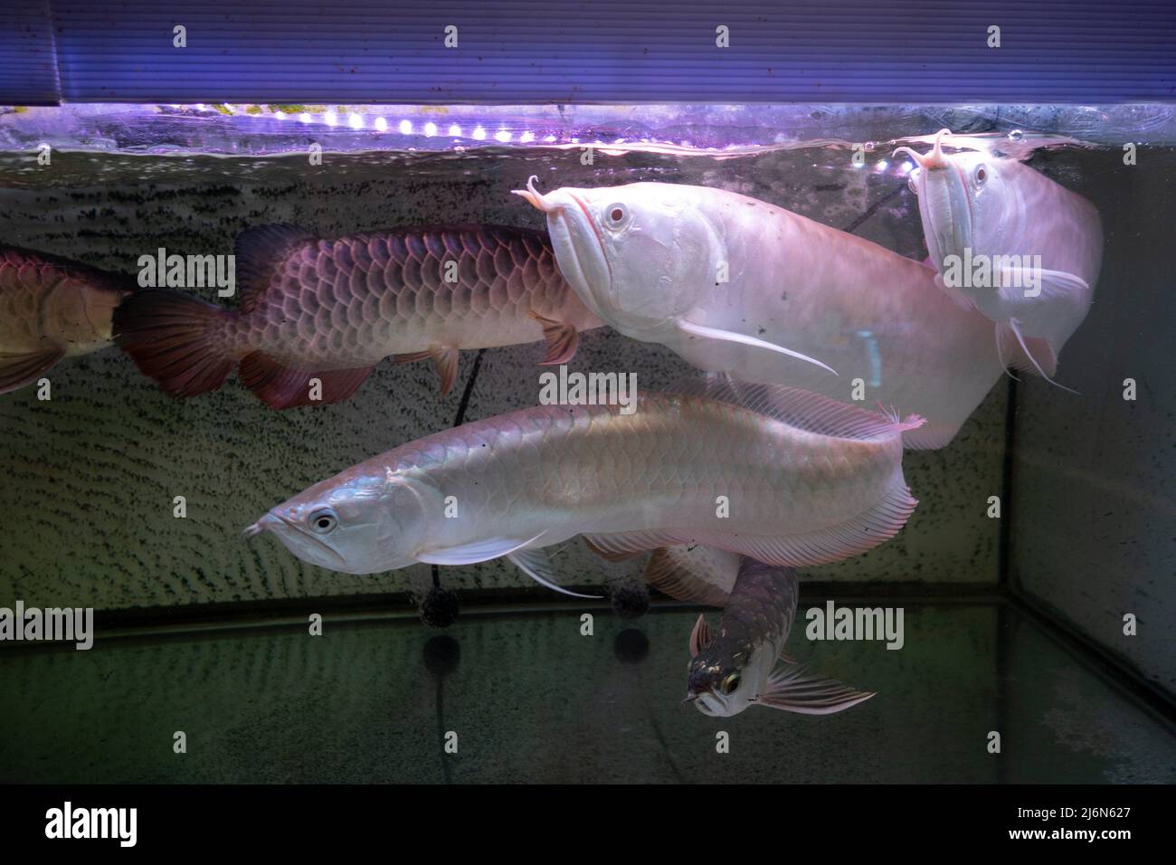 Air breather fish hi-res stock photography and images - Alamy