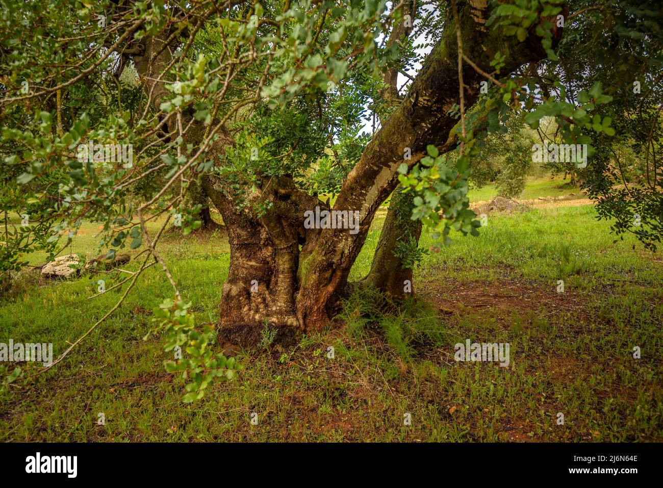 Finca de l'Arion ancient millenary olive trees, in Ulldecona (Tarragona ...