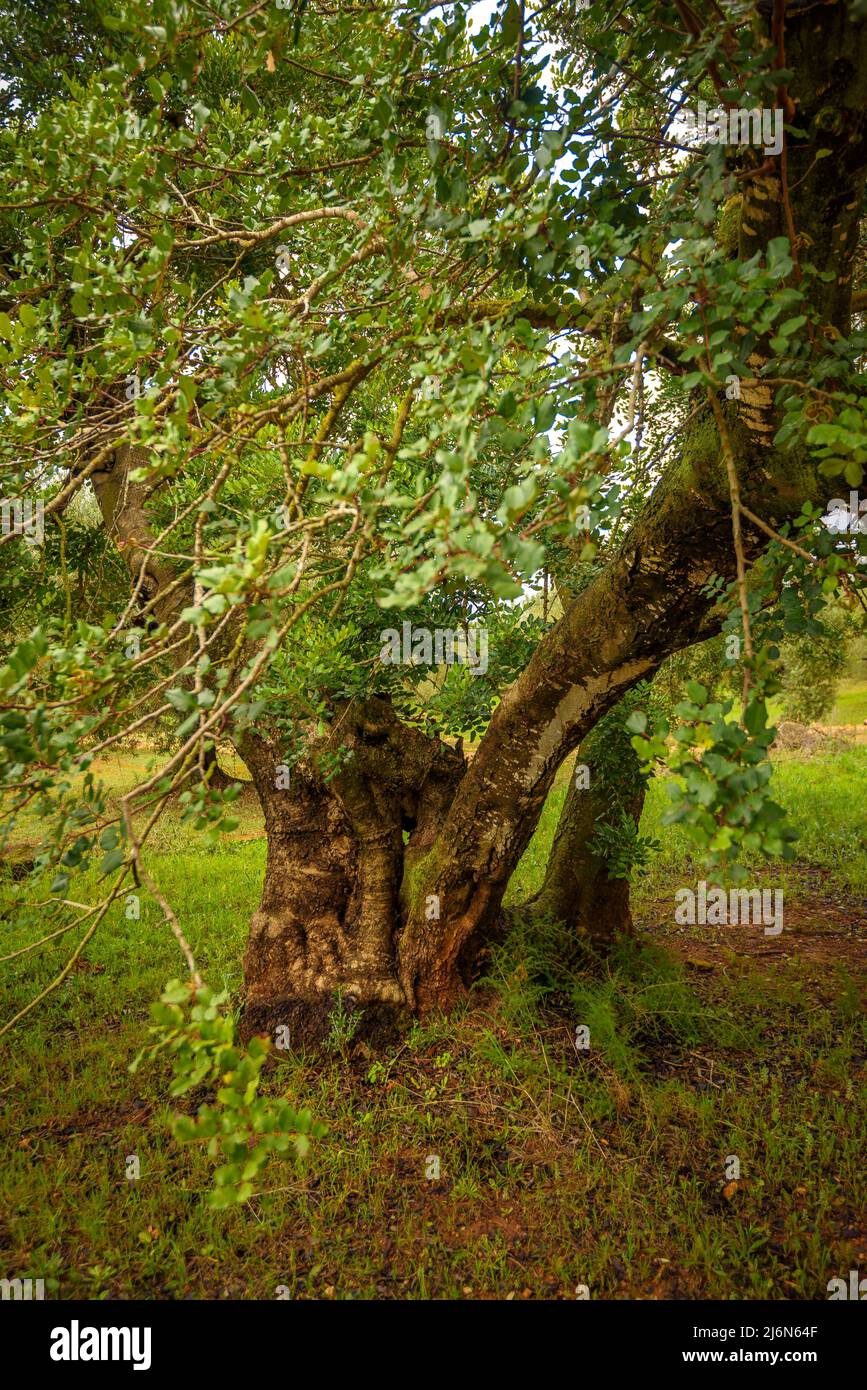 Finca de l'Arion ancient millenary olive trees, in Ulldecona (Tarragona ...