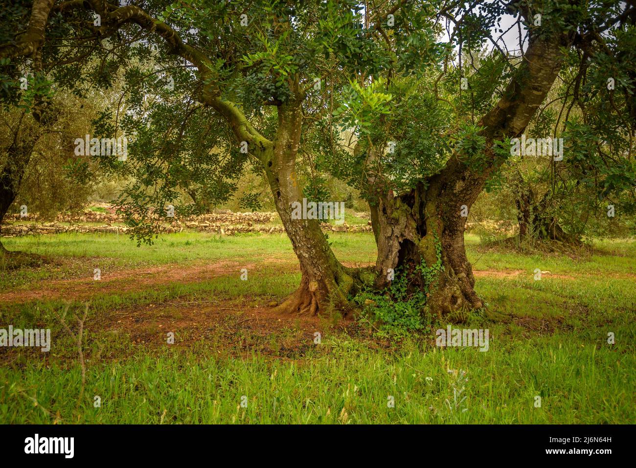 Finca de l'Arion ancient millenary olive trees, in Ulldecona (Tarragona ...