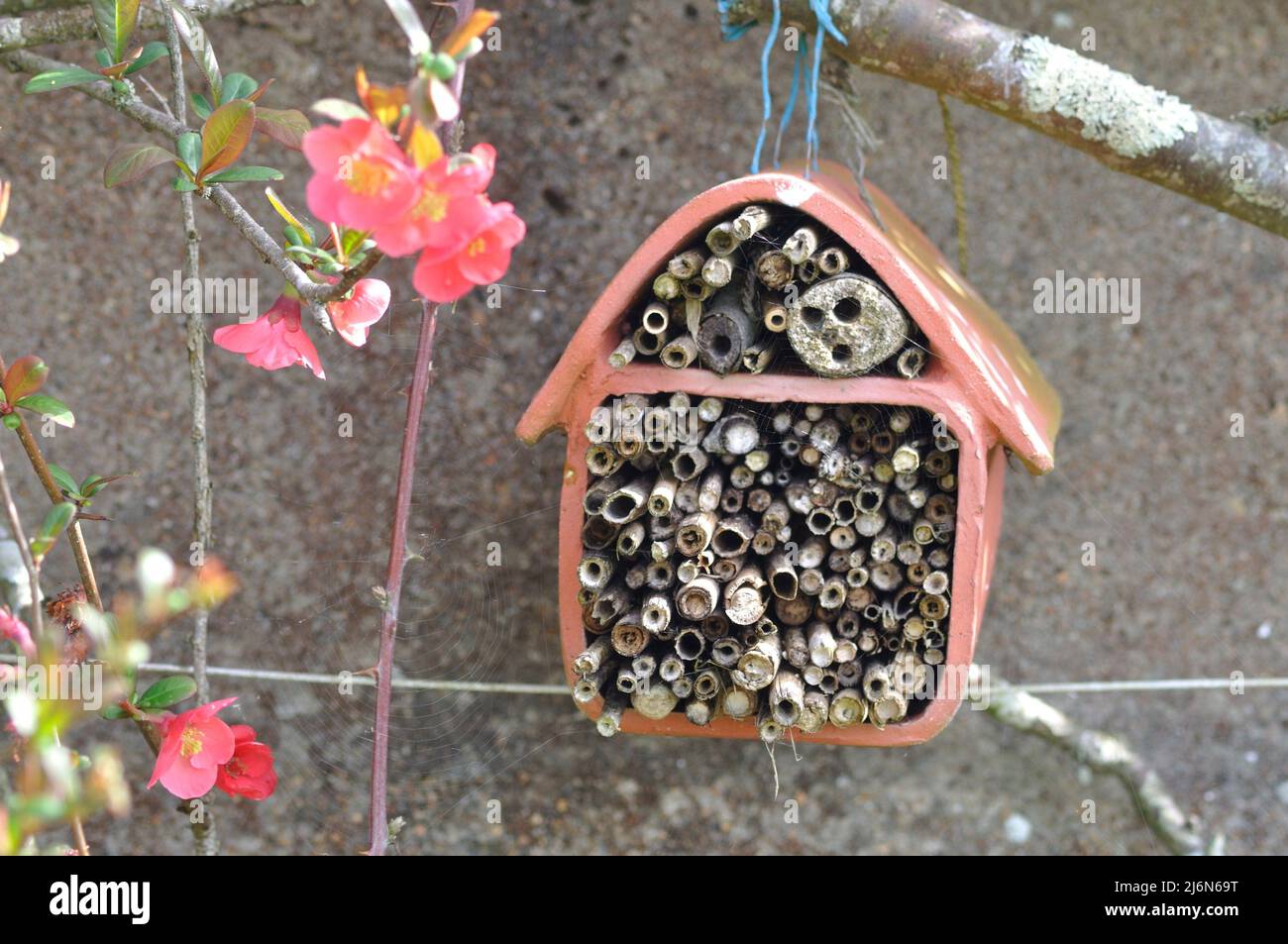 Hotel garden wildlife hi-res stock photography and images - Alamy
