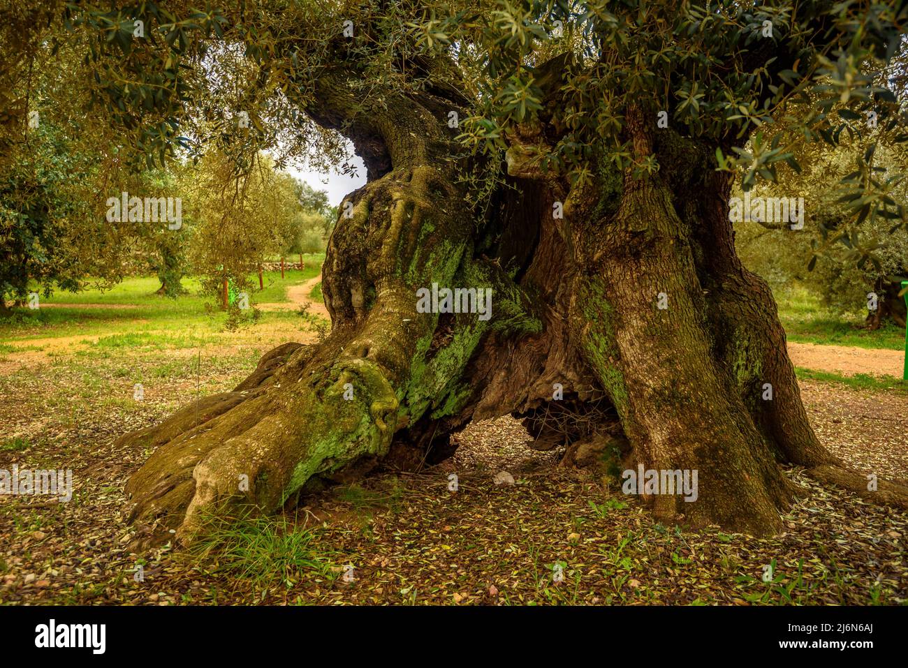 Finca de l'Arion ancient millenary olive trees, in Ulldecona (Tarragona ...