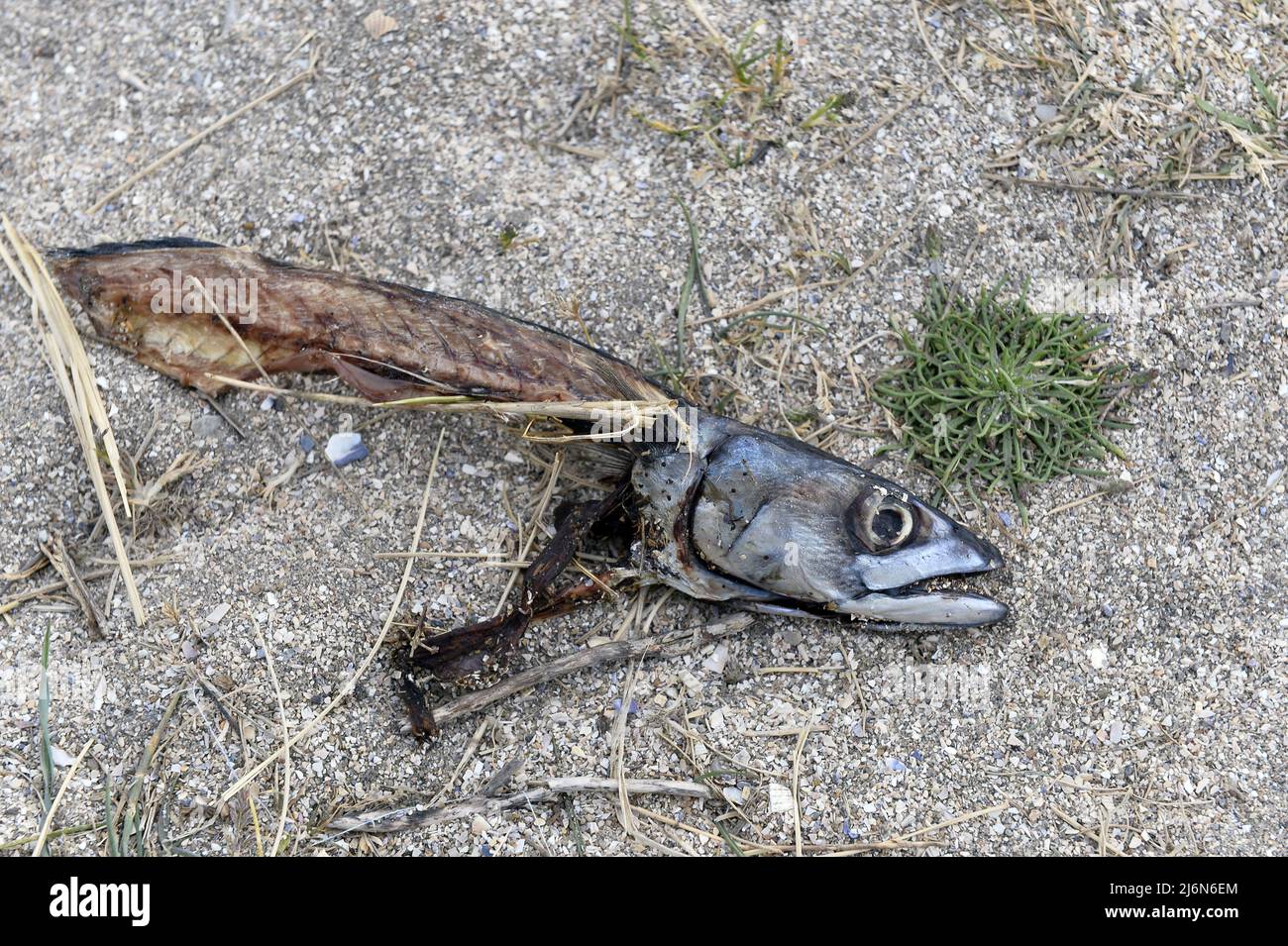 Dead Fish on Pennedepie beach erosion - Calvados - Normandy Stock Photo ...