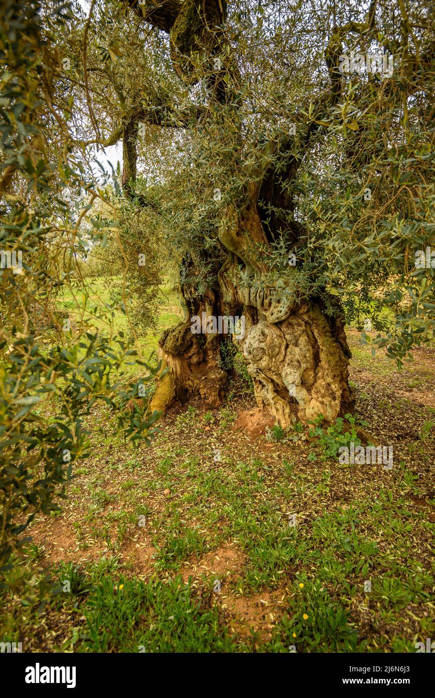 Finca de l'Arion ancient millenary olive trees, in Ulldecona (Tarragona ...