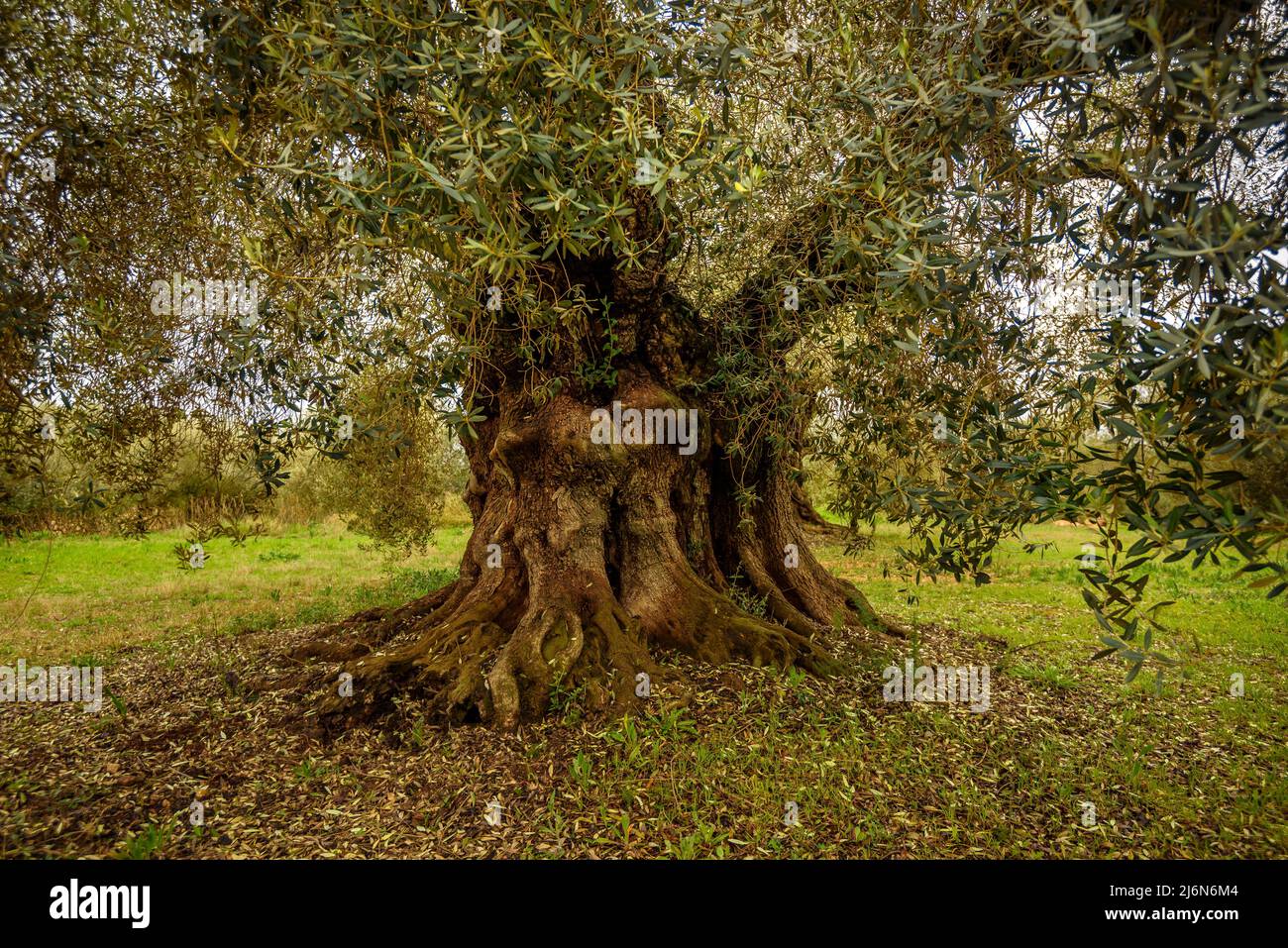 Finca de l'Arion ancient millenary olive trees, in Ulldecona (Tarragona ...