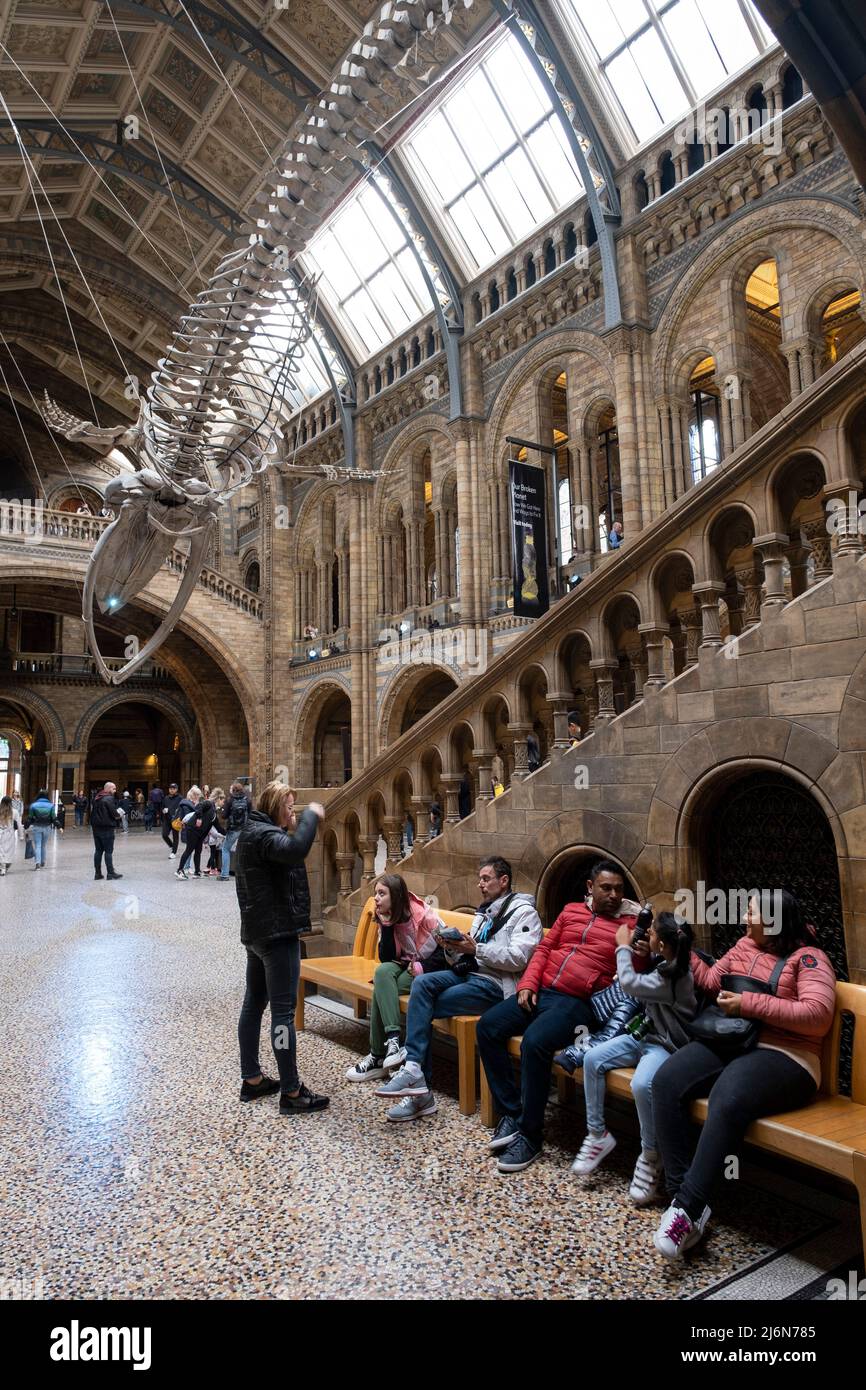 Visitors beneath the suspended skeleton of a Blue Whale in the Hintze ...