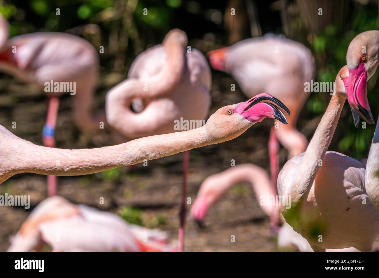 Annemiek holland hi-res stock photography and images - Alamy