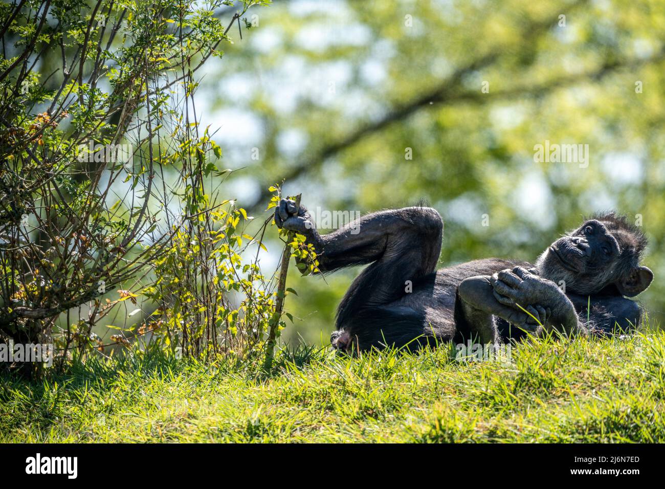 Chimpansee stick hi-res stock photography and images - Alamy