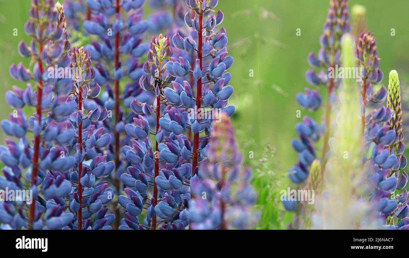 Bush Of Wild Flowers Lupine In Summer Field Meadow Panorama Summer ...