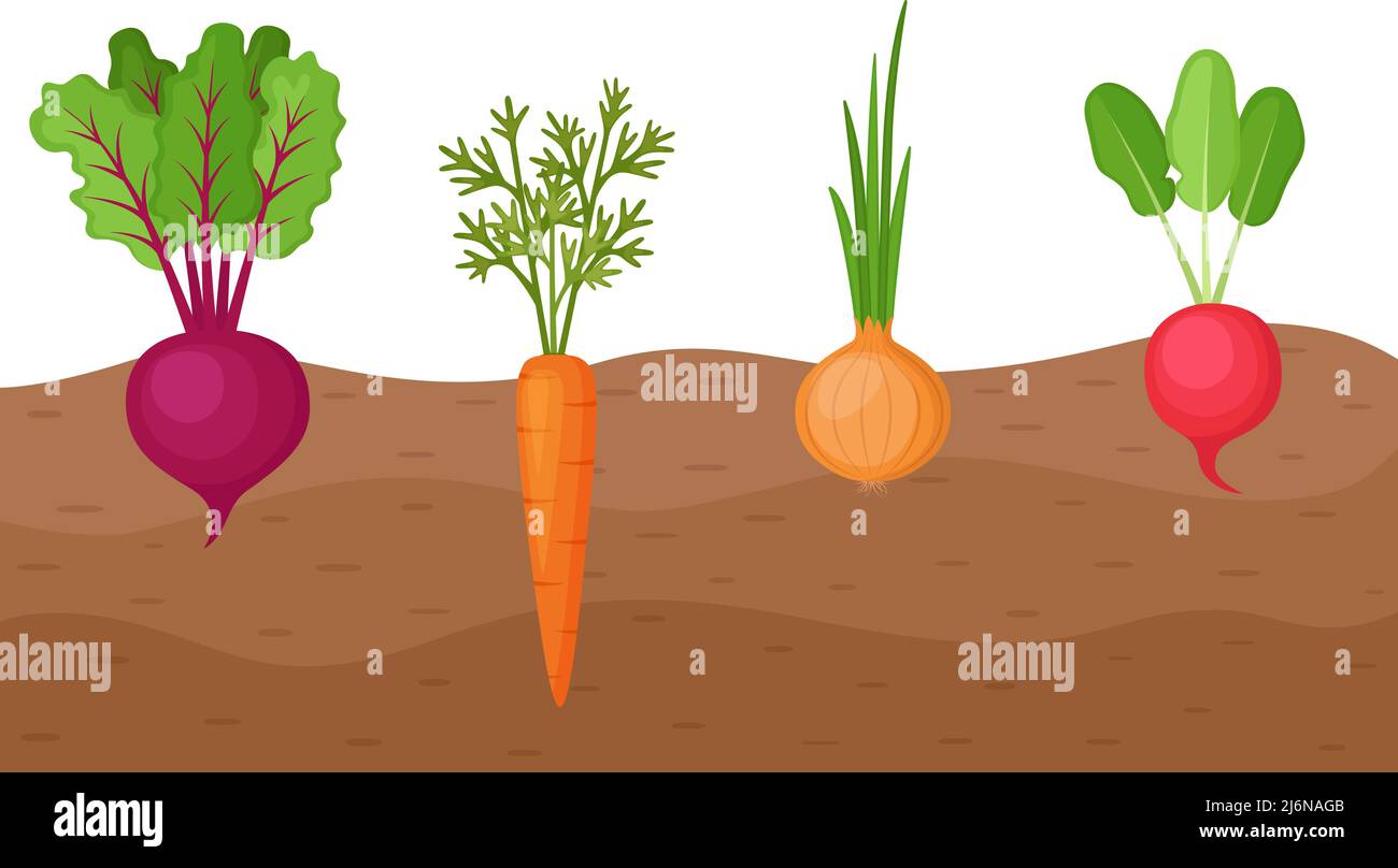 Organic vegetables beetroot, carrot, onion, radish growing in the ...