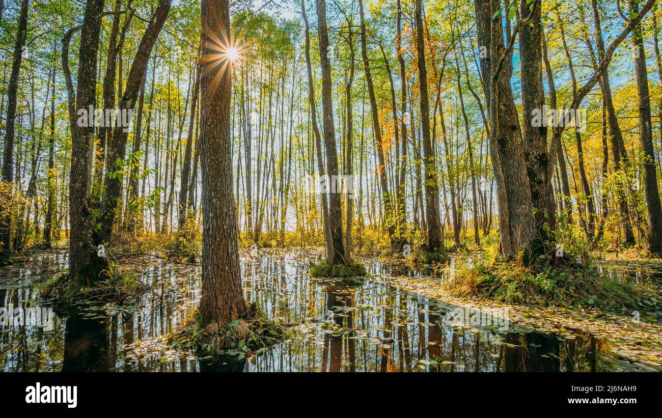 Timelapse trees hi-res stock photography and images - Alamy