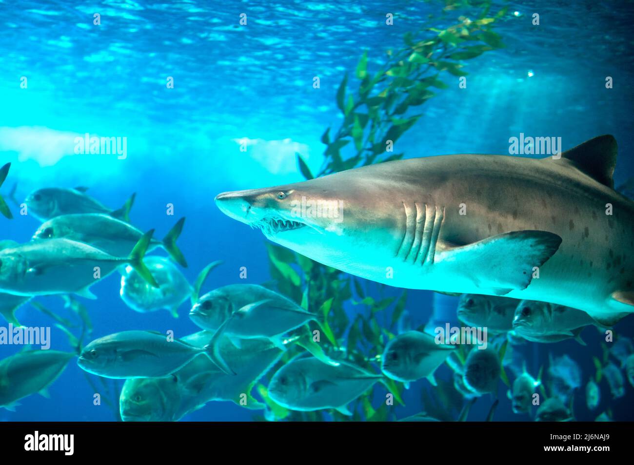 European blue shark hi-res stock photography and images - Alamy
