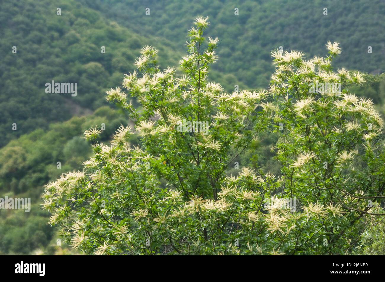 Sweet Chestnut in flower, Castanea sativa, family Fagaceae, Ardeche ...