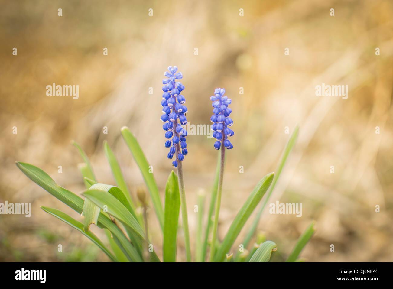 Spring forest flowers hi-res stock photography and images - Alamy