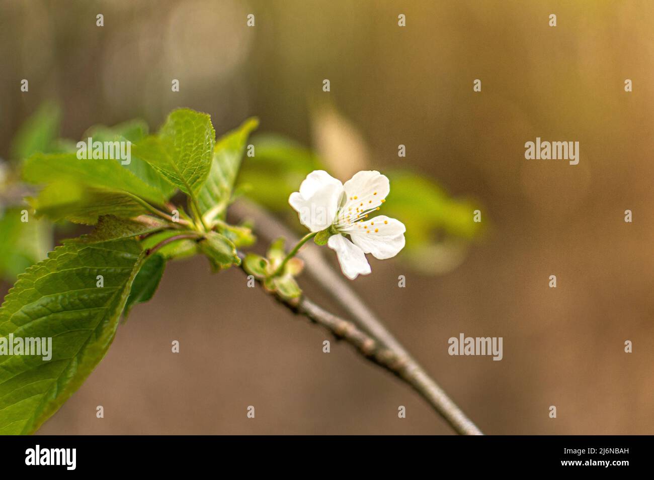 Spring forest flowers hi-res stock photography and images - Alamy