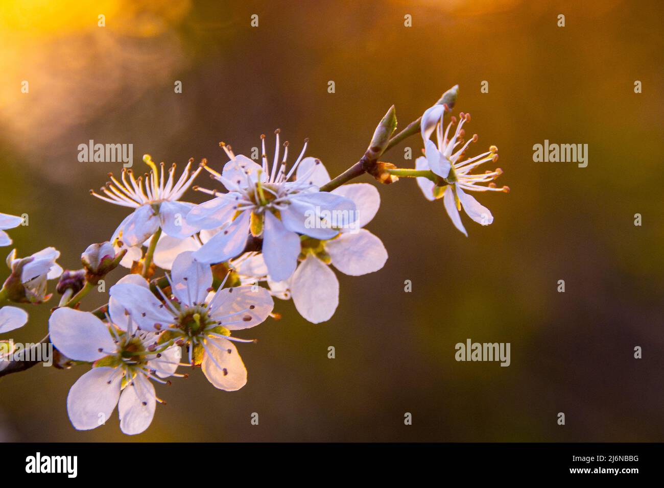 Spring forest flowers hi-res stock photography and images - Alamy