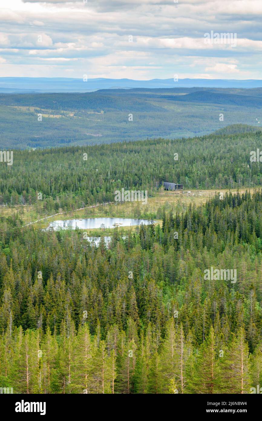 View of a spruce forest and a rolling landscape Stock Photo - Alamy