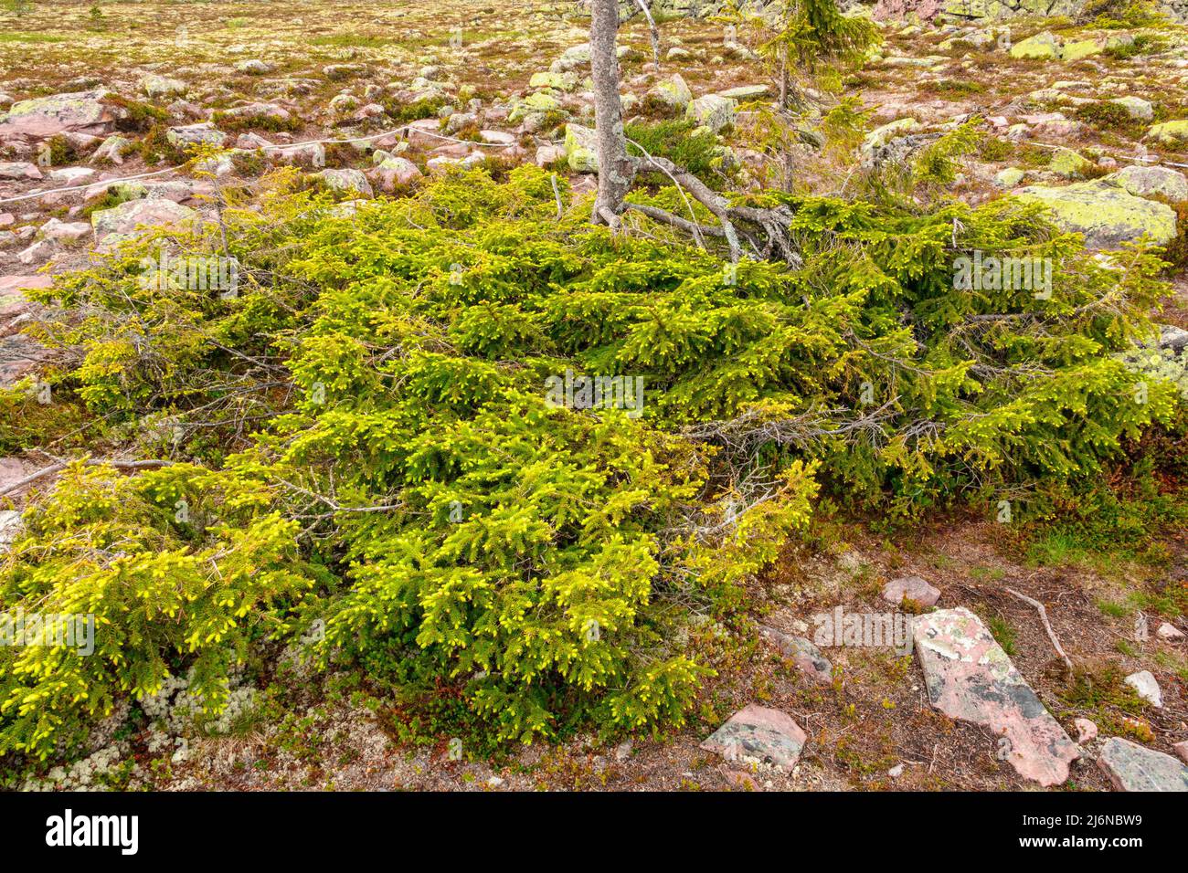 Spruce branches that grow low against the ground Stock Photo - Alamy