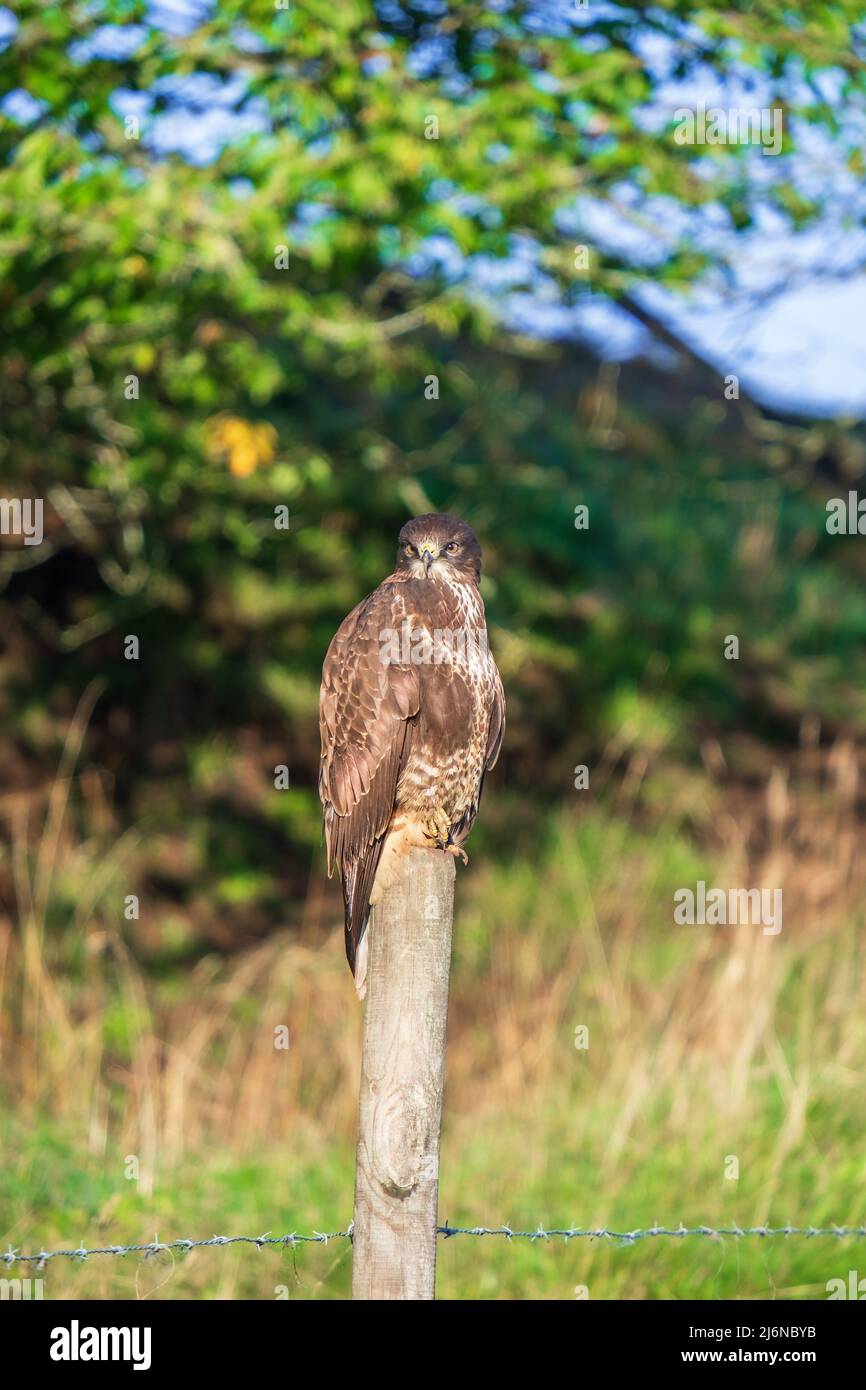 Buzzard sitting on pole hi-res stock photography and images - Alamy