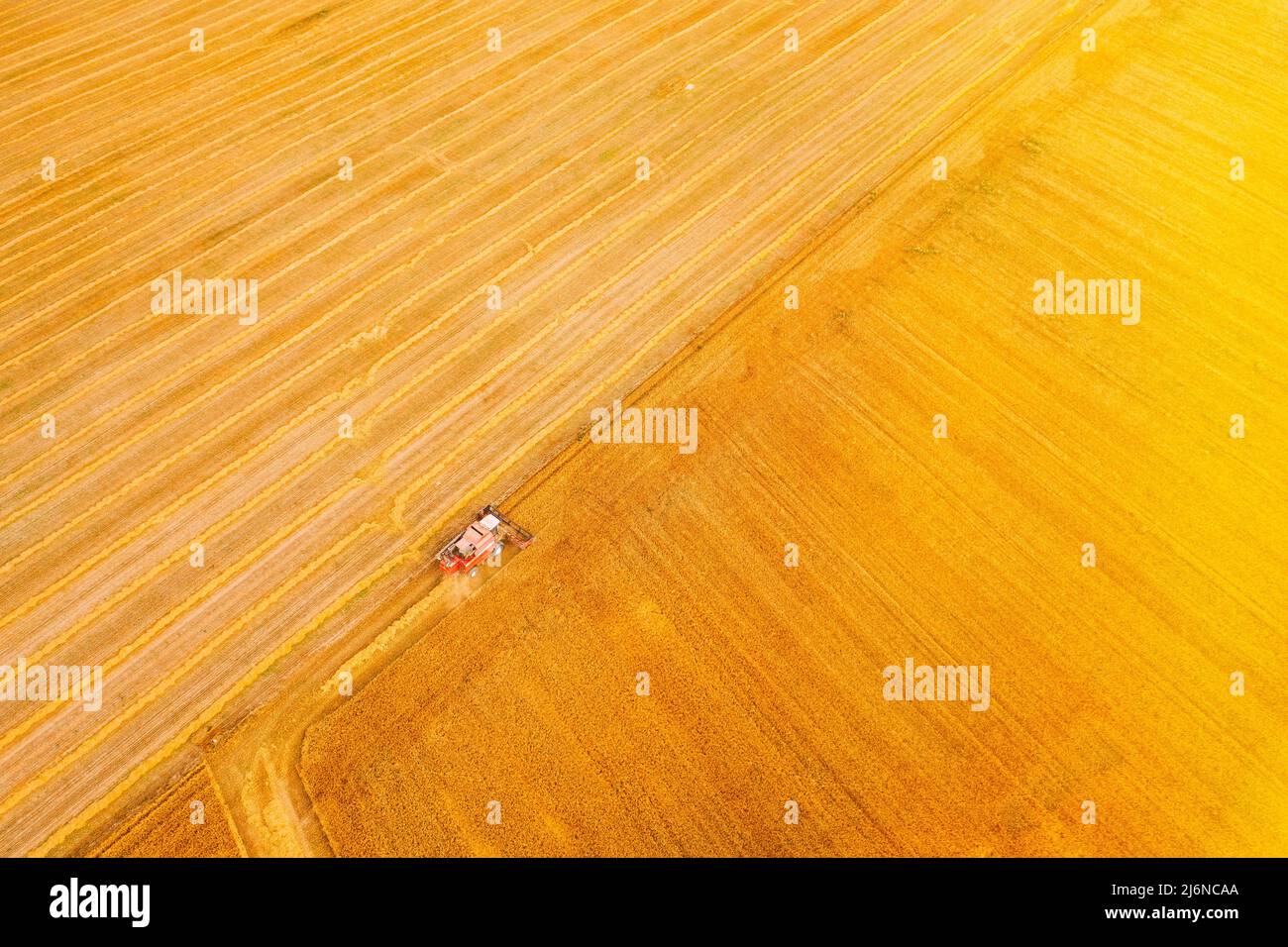 Aerial View Combine Harvester Working In Field. Harvesting Of Wheat In ...