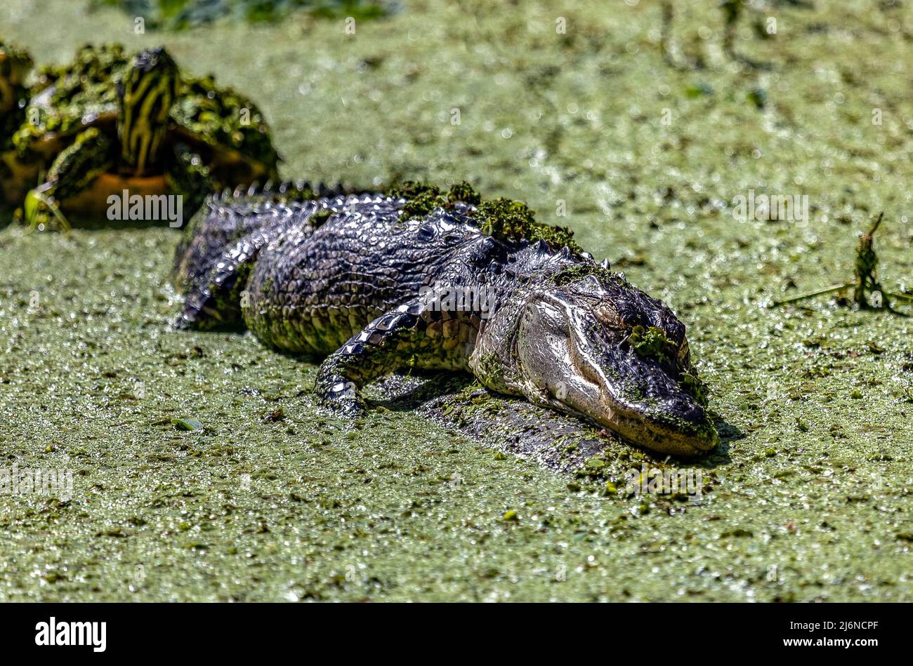 Alligator and turtle in the algae covered marsh waters along the La ...