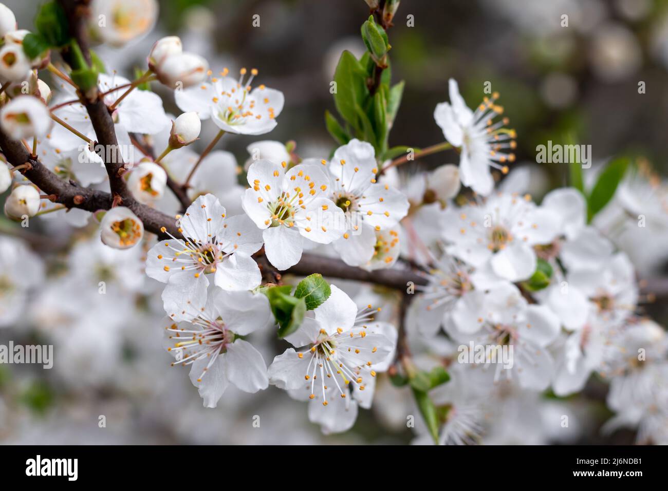 White Cherry Flowers. Beautiful flowering fruit trees. Background with ...
