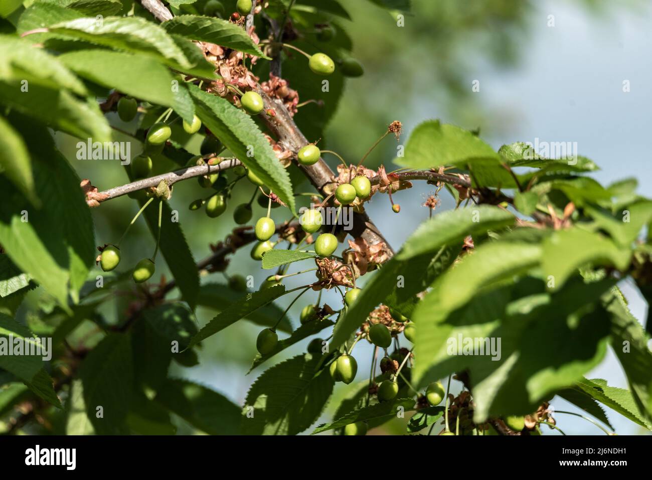 Fruit buds of sweet cherries. Small green cherries on branches with ...