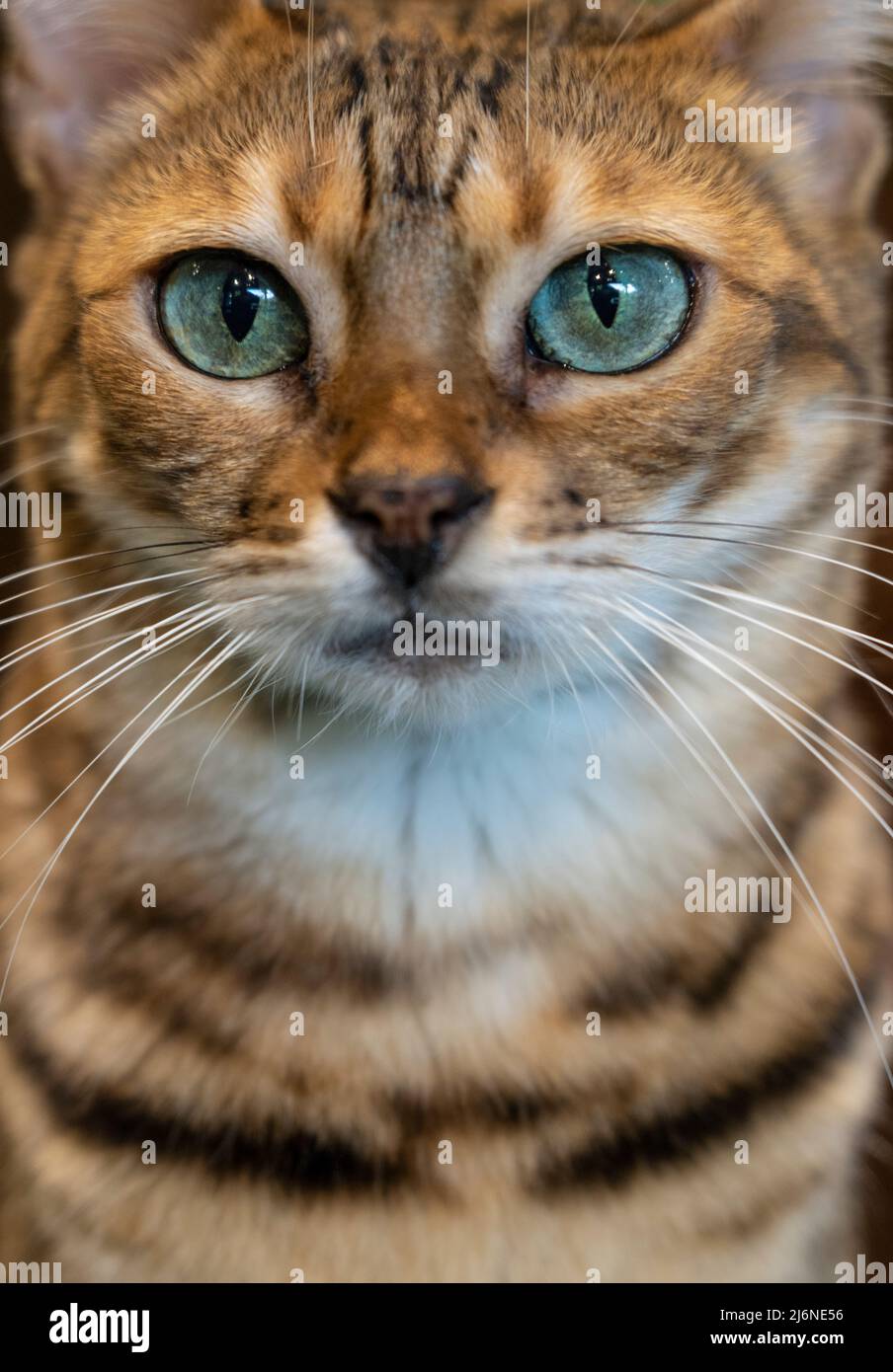 Gallery Alice's Tearoom Bengal Cat Cafe, Yufuin, Oita, Kyushu, Japan ...