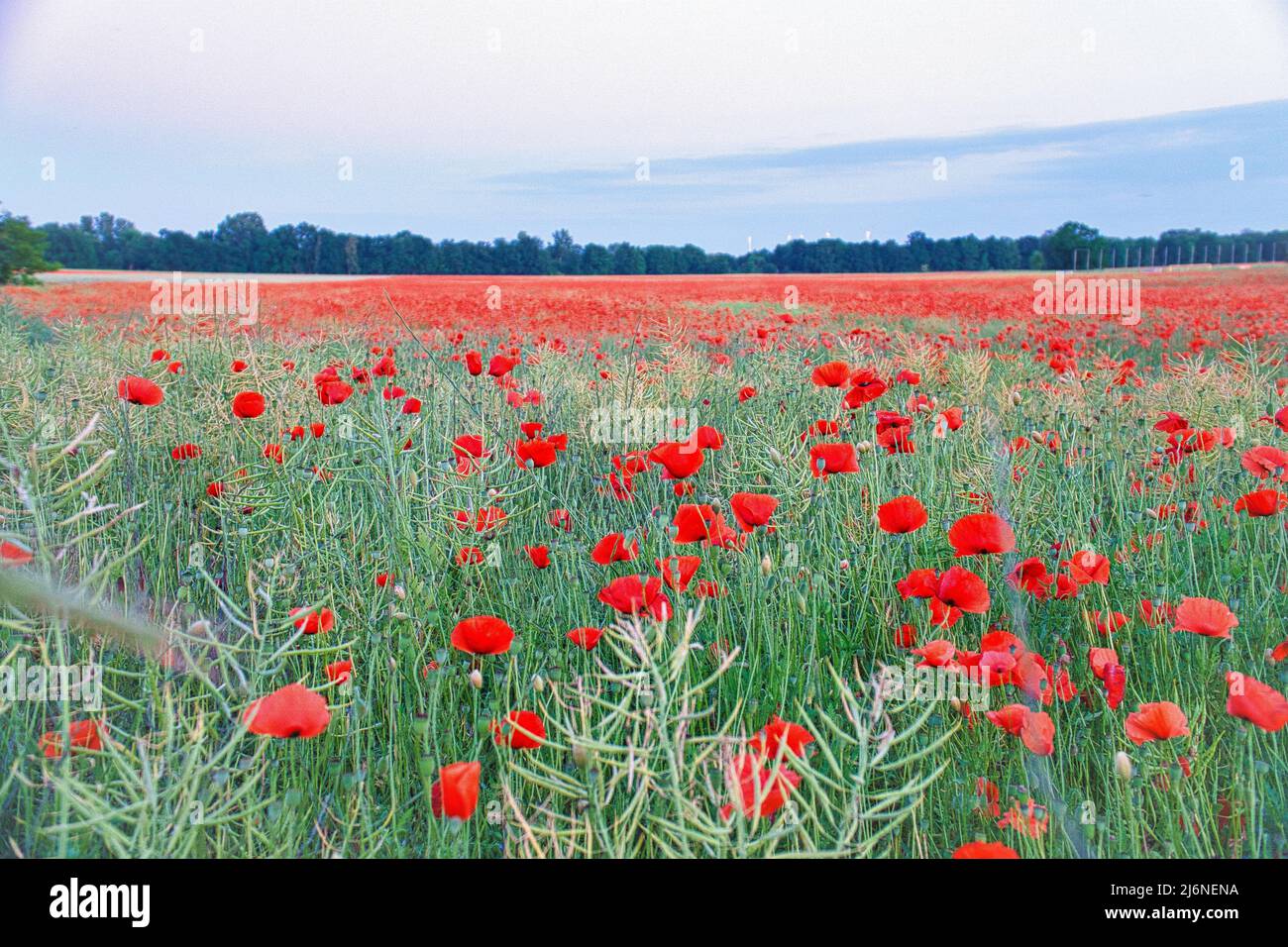 The corn poppy shines in the red color splendor. When a green meadow is ...