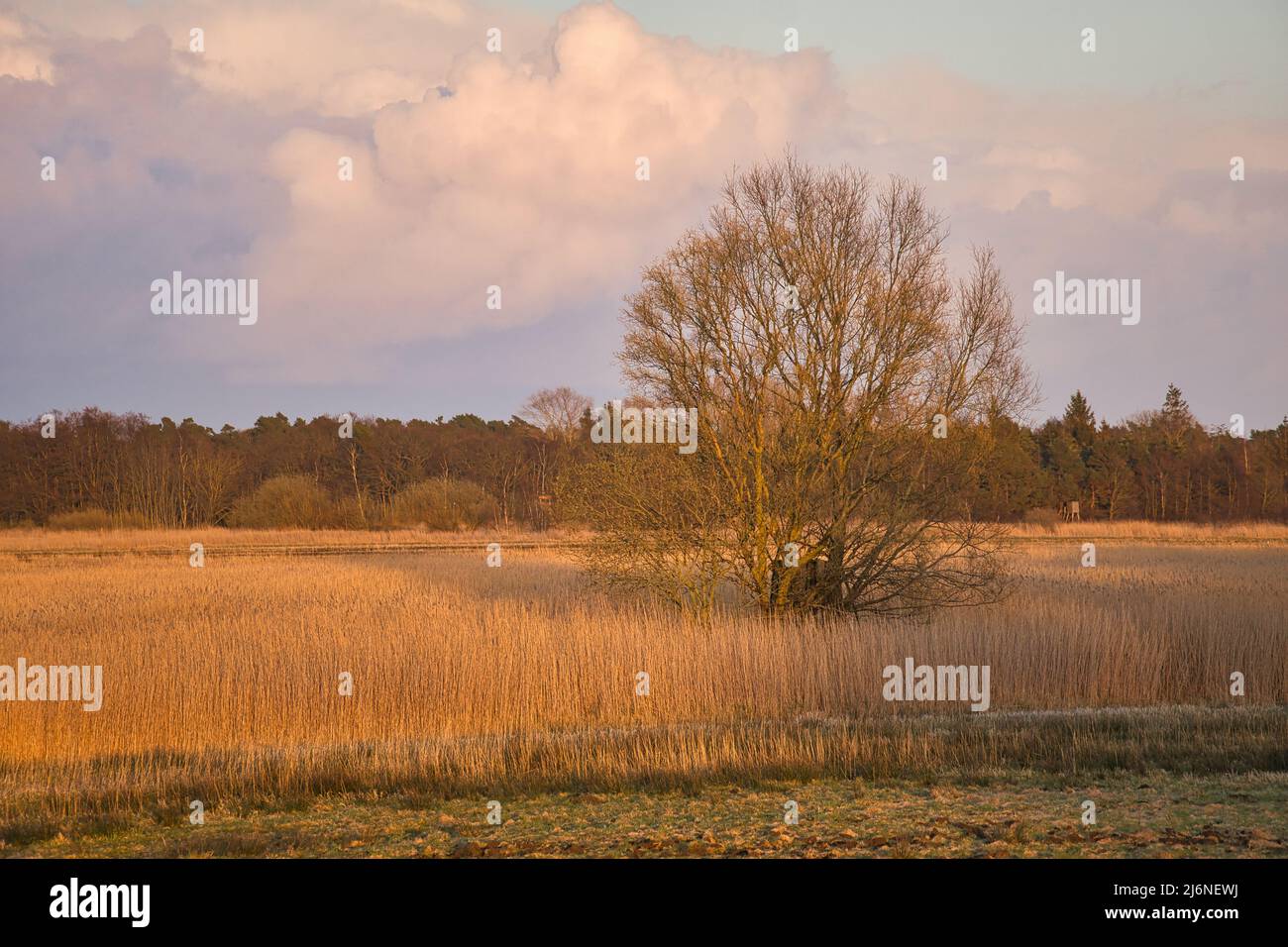 Trees in the sunset on the meadows in front of the Bodden in Zingst ...