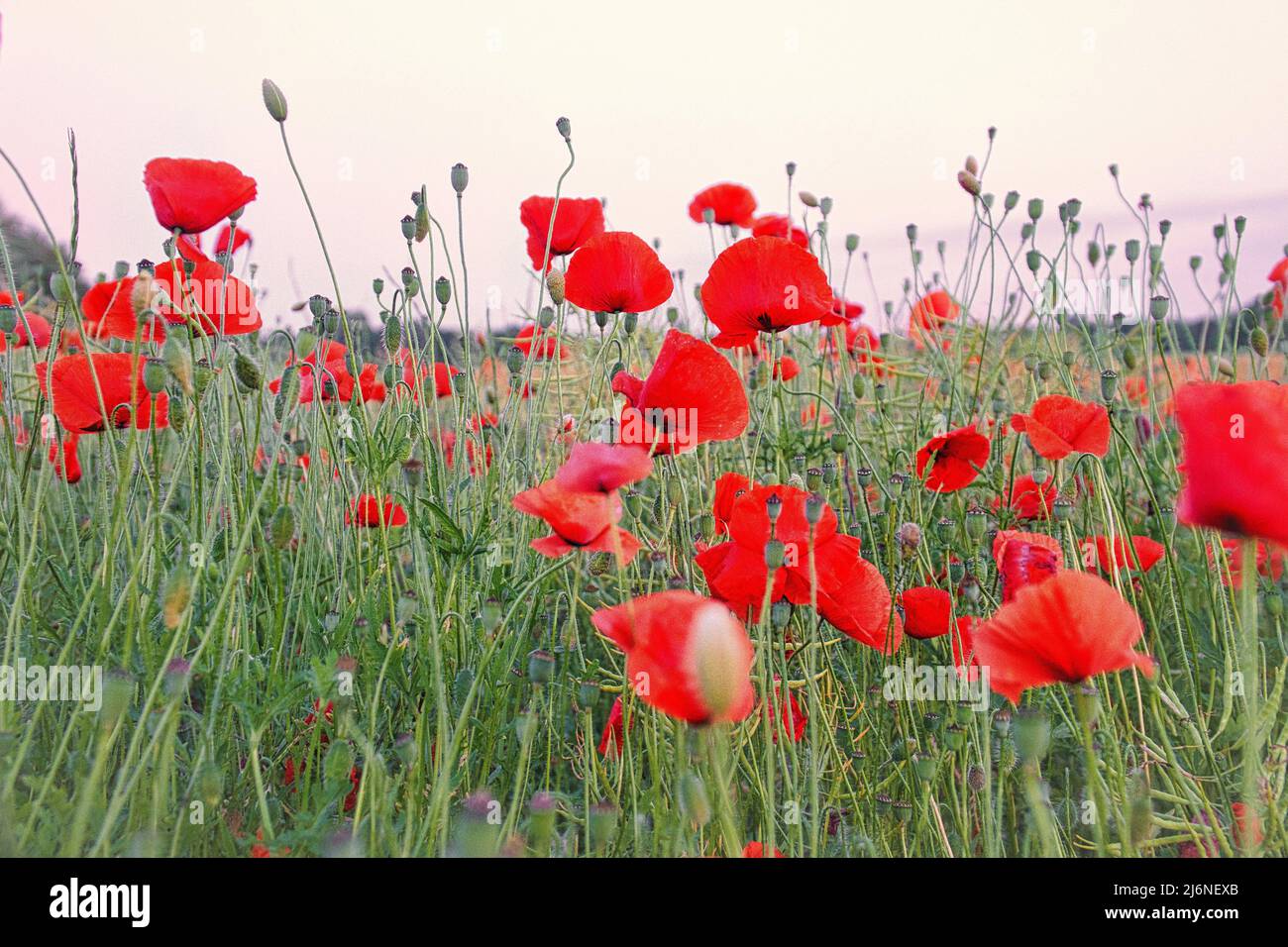The corn poppy shines in the red color splendor. When a green meadow is ...