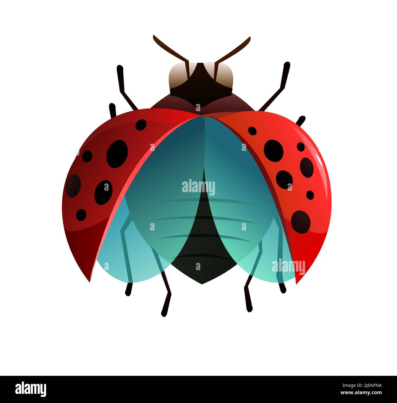 Ladybug red. Wildlife object. Prepared to take off and spread wings ...