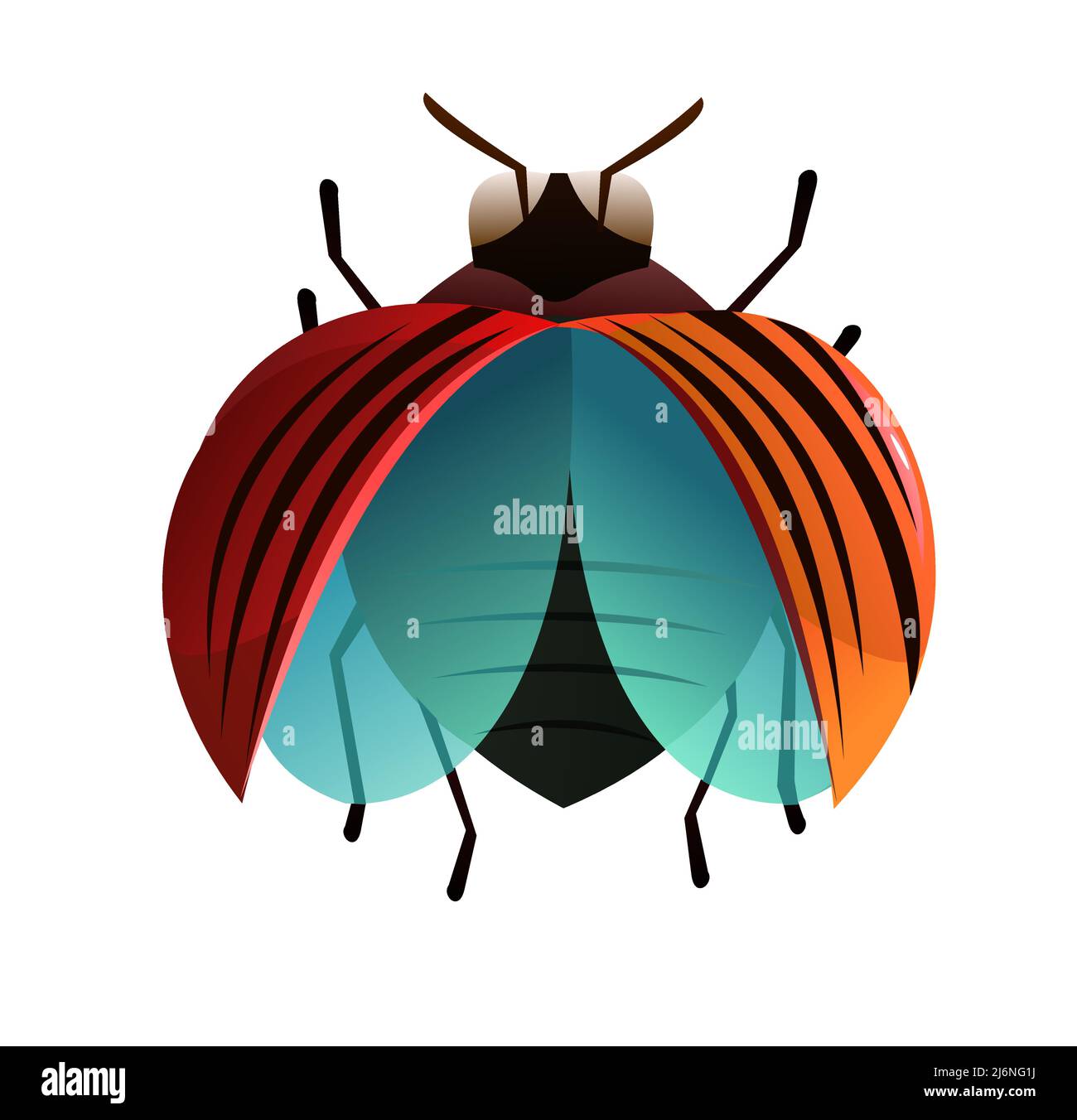 Colorado beetle. Wildlife object. Prepared to take off and spread wings ...