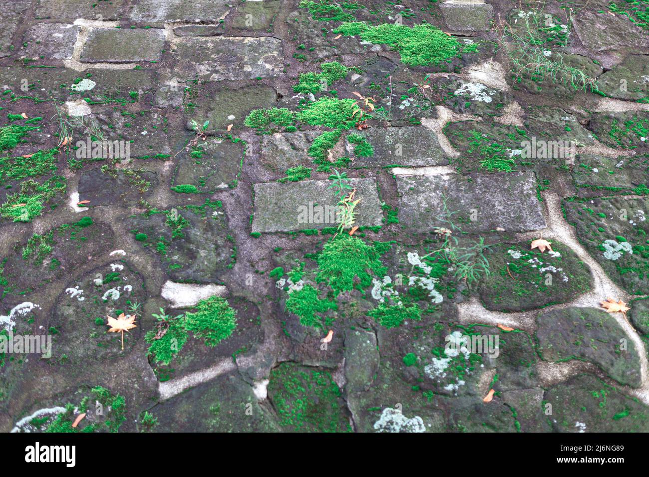 Moss on the pavement . Old city road surface Stock Photo - Alamy