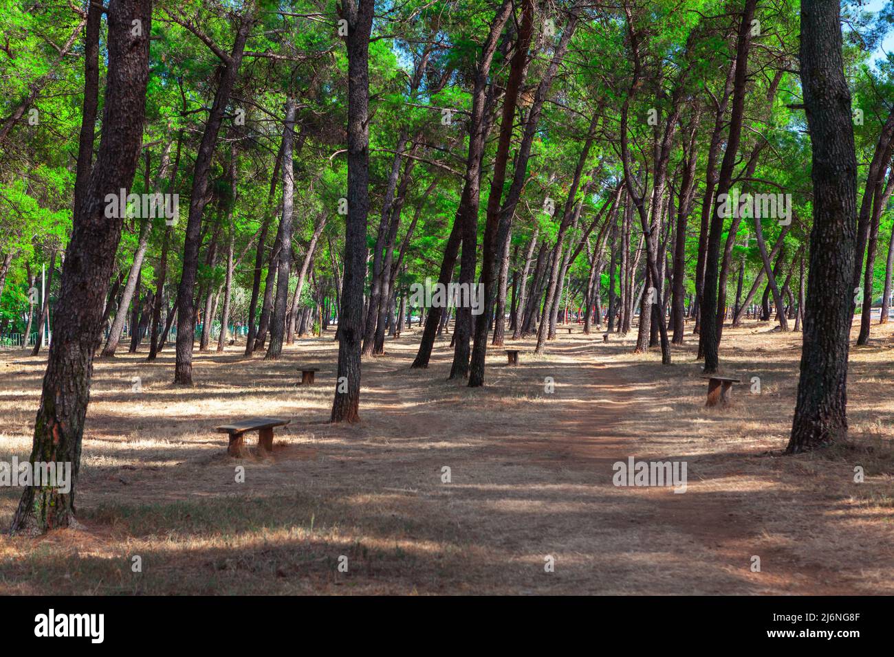 Urban park with pines . City park in Podgorica Montenegro Stock Photo ...