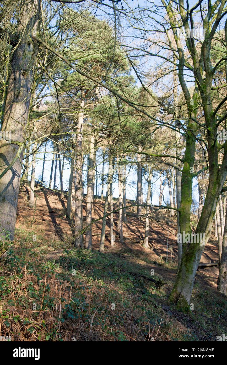 Winter woodland walk West Parkgate Lyme Park Cheshire England Stock ...