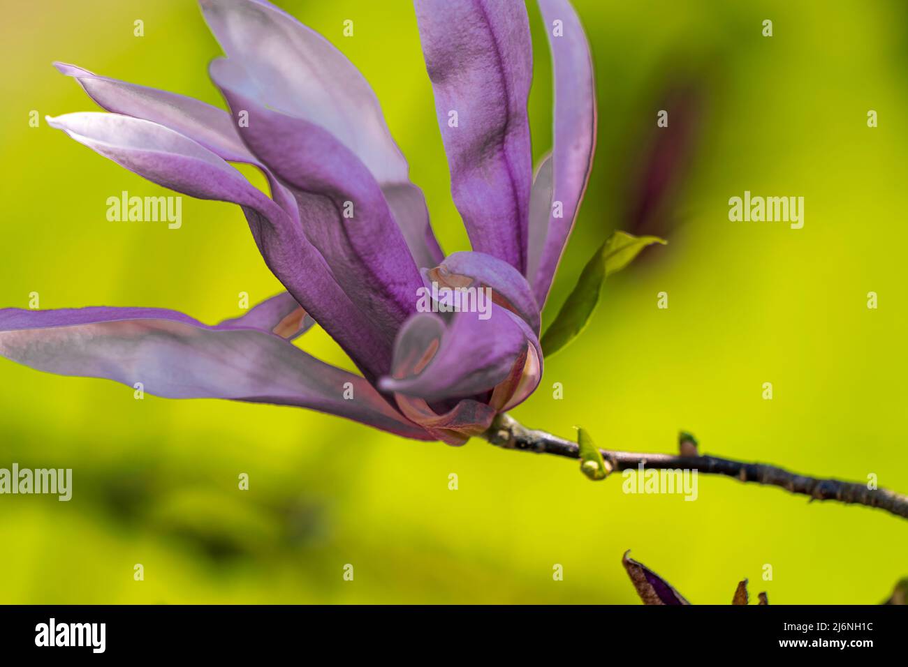 Magnolia branch hi-res stock photography and images - Alamy