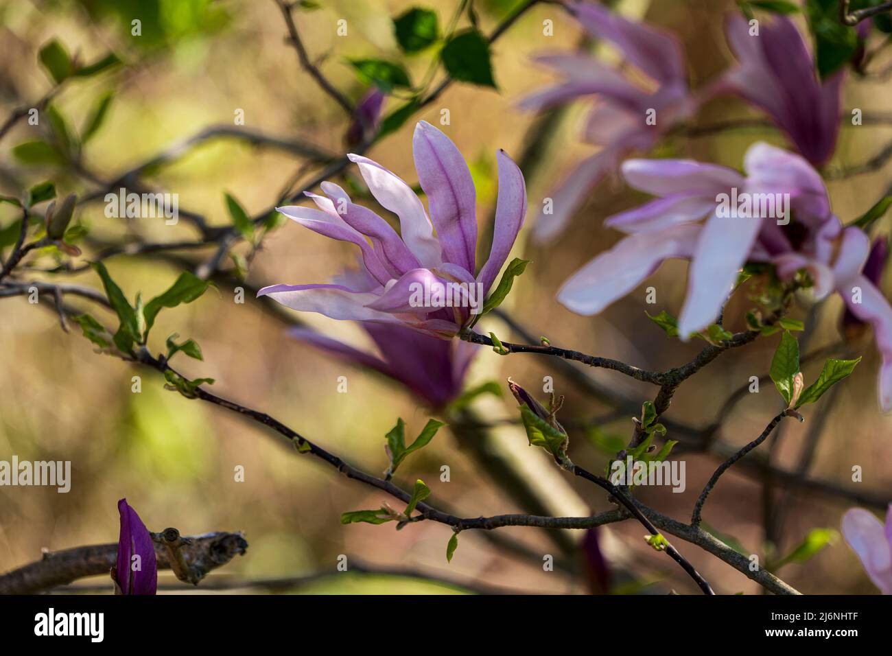 Magnolia branch hi-res stock photography and images - Alamy