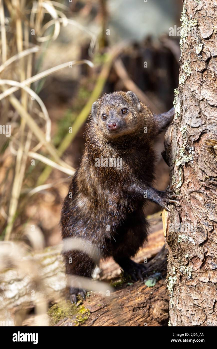 Adult common cusimanse, crossarcgus obscurus, also known as the long ...