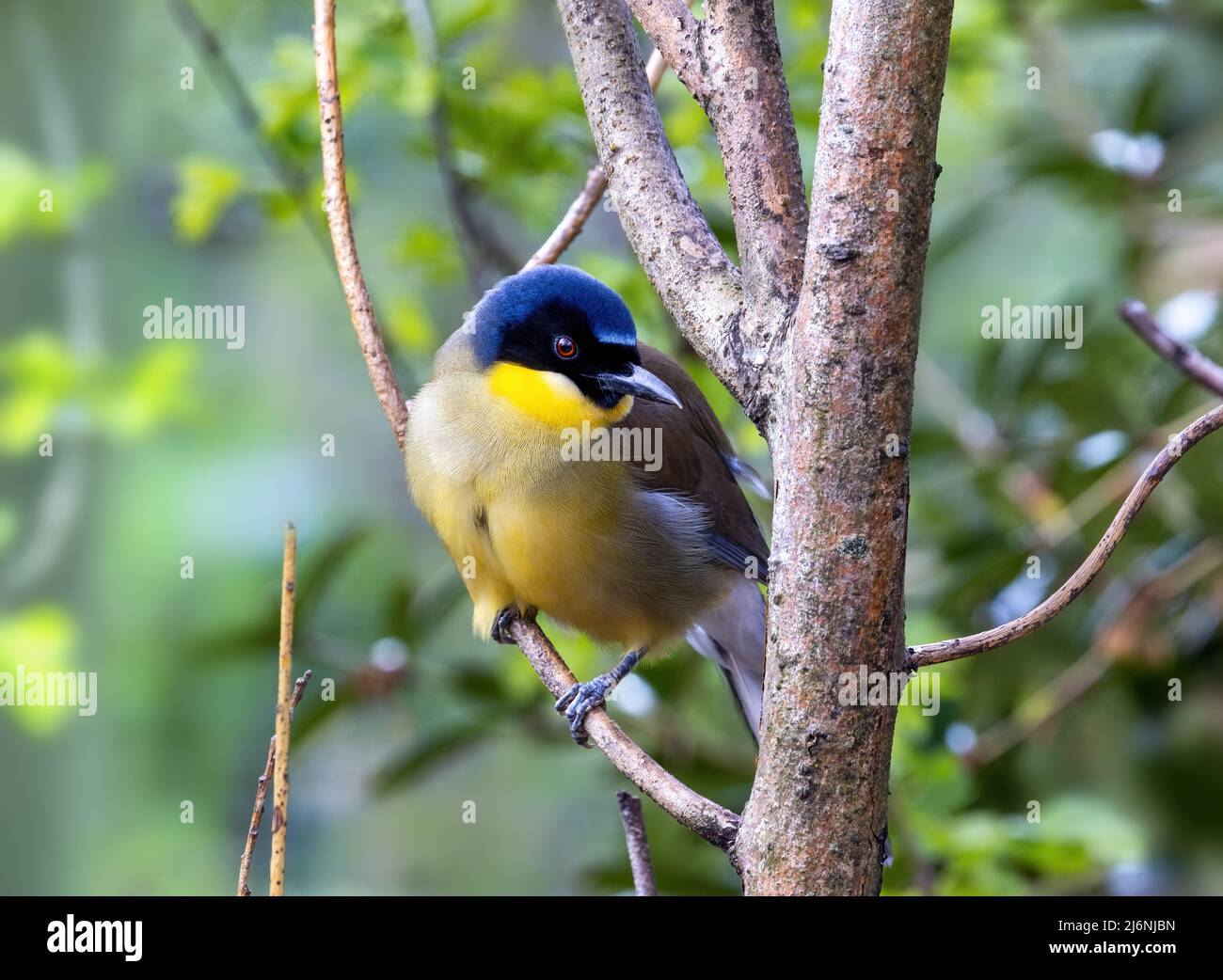 A blue-crowned laughingthrush, Garrulax courtoisi, perched on a tree ...